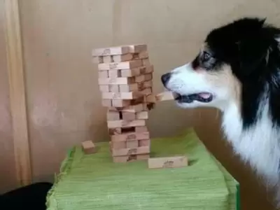Este perrito es experto jugando Jenga - Ciudadano News