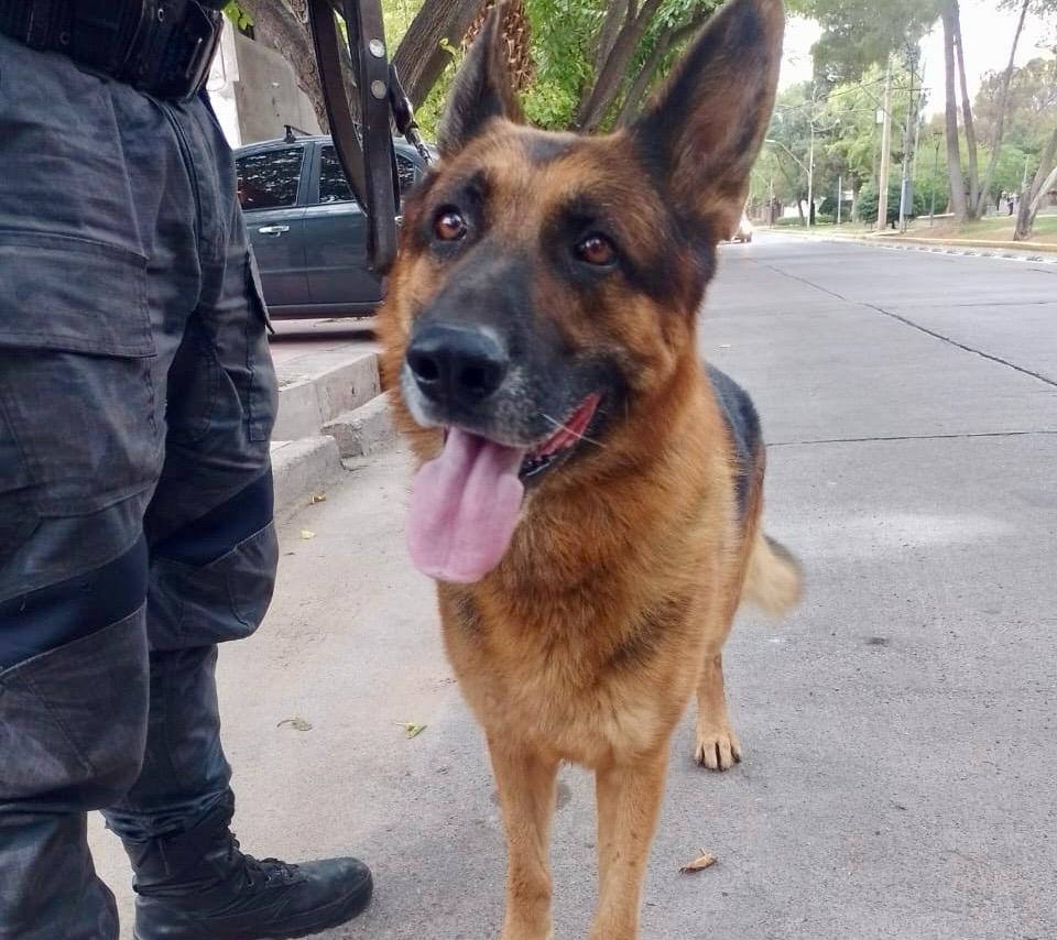 ¿Quién es Randall, el héroe de cuatro patas que desbarata robos en ...